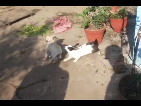 Dangerous Rabbit - YouTube