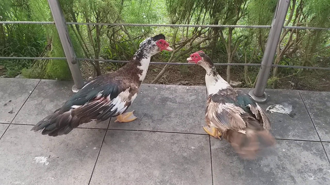 Mga Netizens ano po ba ang mga ito? Pato or Bibe? - YouTube