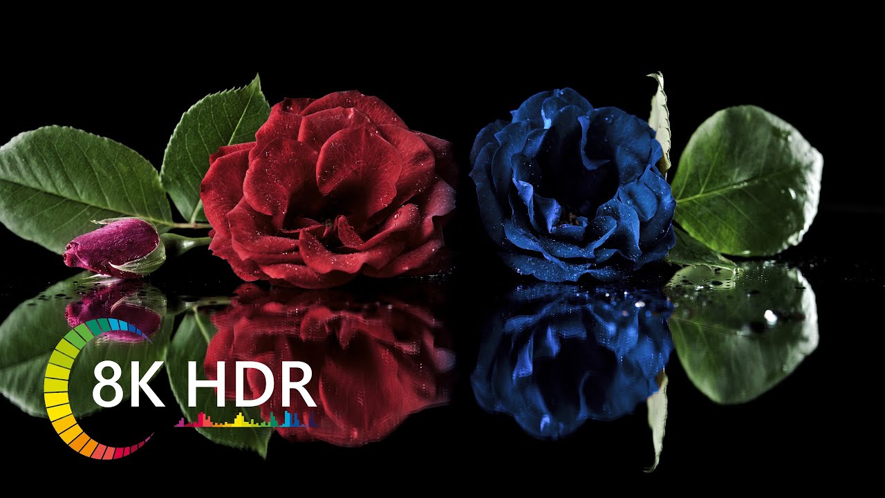 ROSES 8K HDR DEMO for OLED - YouTube