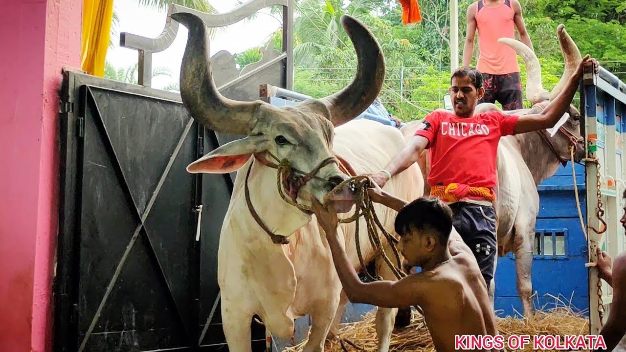 BAHUBALI KANKREJ OX OF 2023COW MANDI HOSSAIN DAIRY FARM BEST COW MANDI ...