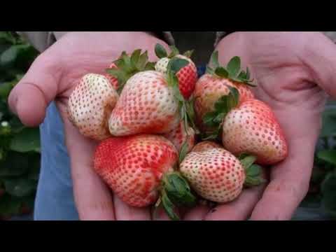 Bitkilerde Azot Eksikliği