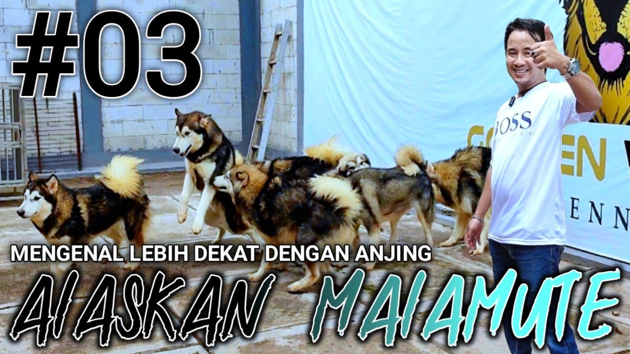 Mengenal lebih dekat dengan anjing jenis alaskan malamute - YouTube