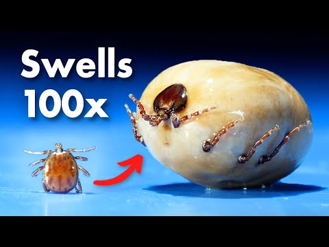 Why Do Ticks Get So Large