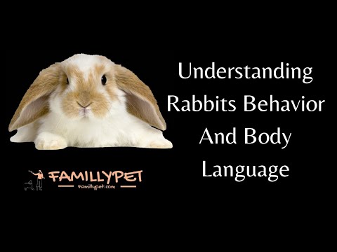 How Do You Tell If Your Bunny Likes You? Understanding Your Furry ...