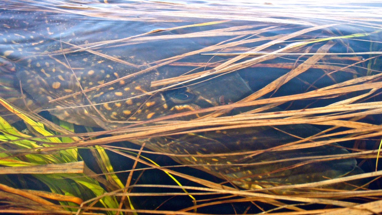 GIANT PIKE OF THE LOWLANDS - A TRIP TO LAC EVANS QUEBEC - YouTube