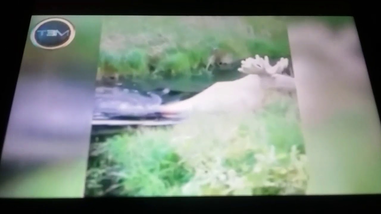 Extraña especie de Alce Blanco , se vio en SUIZA , ES HERMOSO. - YouTube