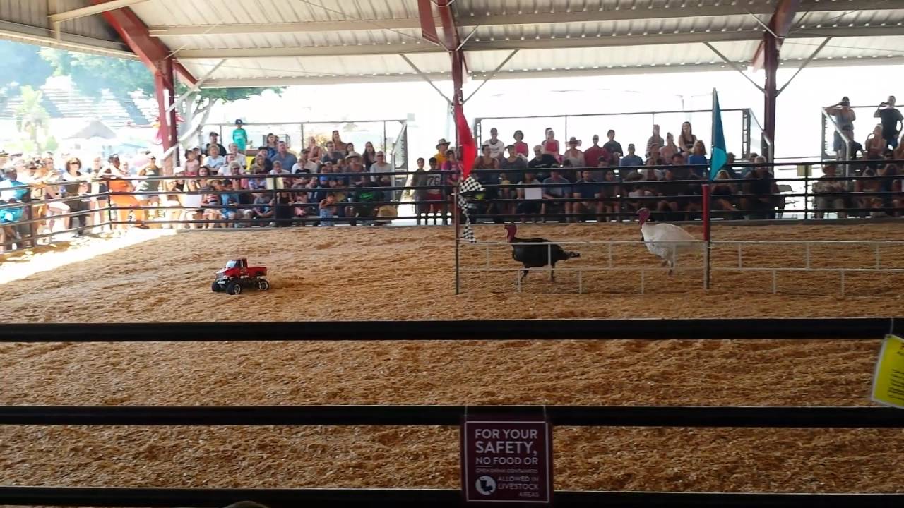 Orange County Fair, Turkey Stampede. - YouTube