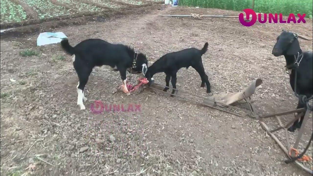 Most Funny and Cute Baby Goat | Funny Baby Goats Playing Video Compilation | Unlax - YouTube