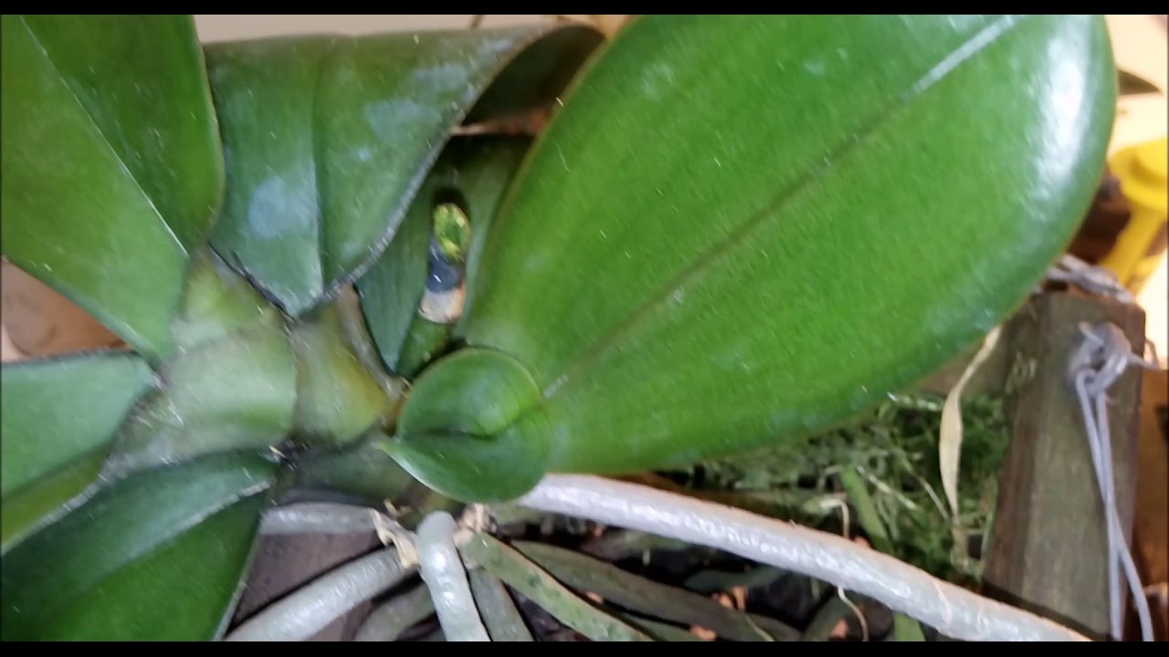 Quando Separar o Keike da Orquídea? É Preciso? Em que momento? - YouTube