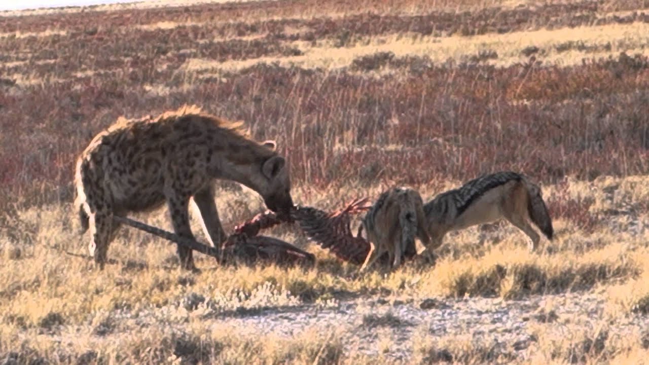 scavengers feast - YouTube