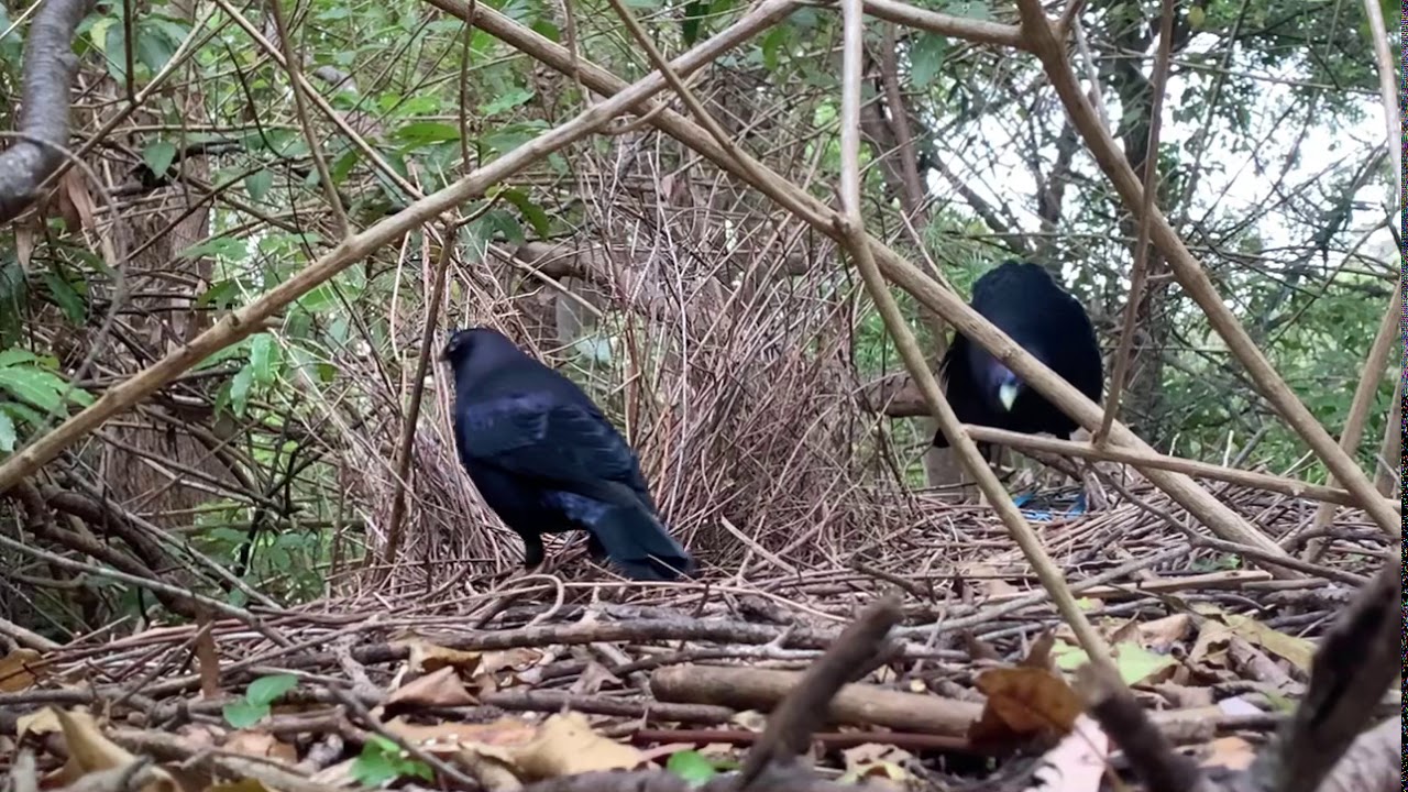 The elusive Satin Bowerbird - mating dance with 2 male birds - YouTube