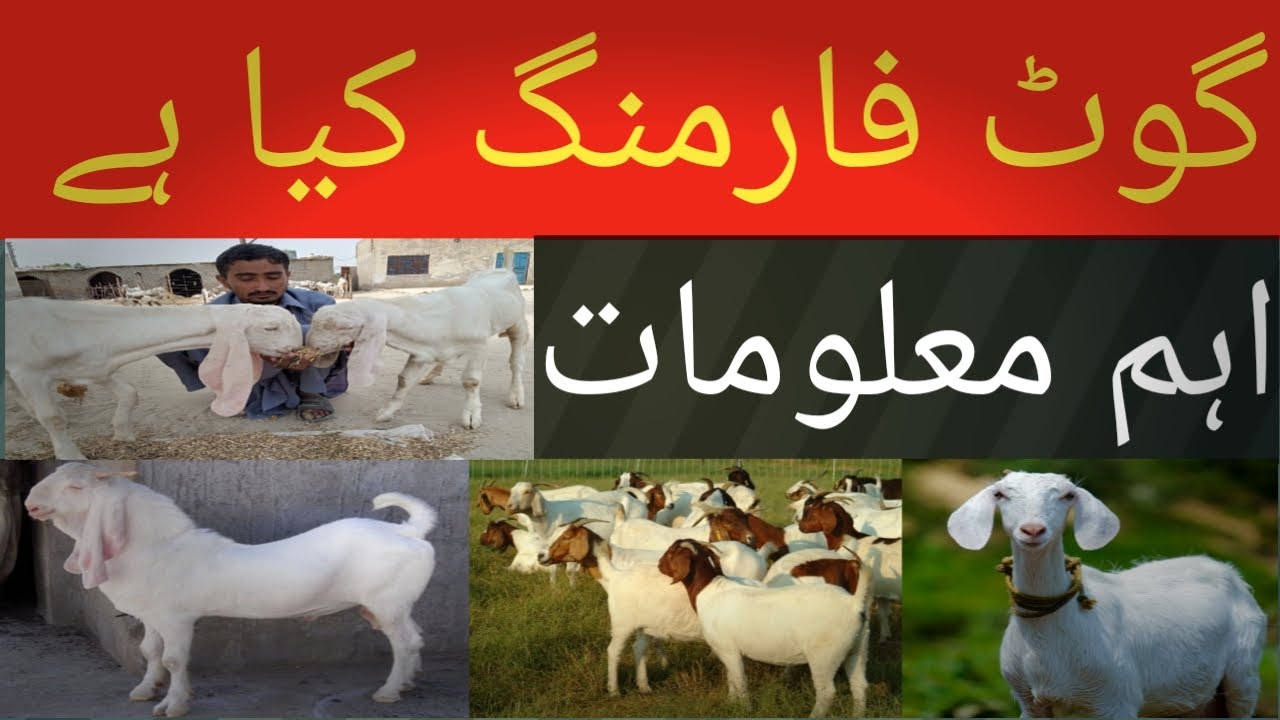 AJ k dour main Goat Farming business aik khas ahmyat rakhta Hy ...