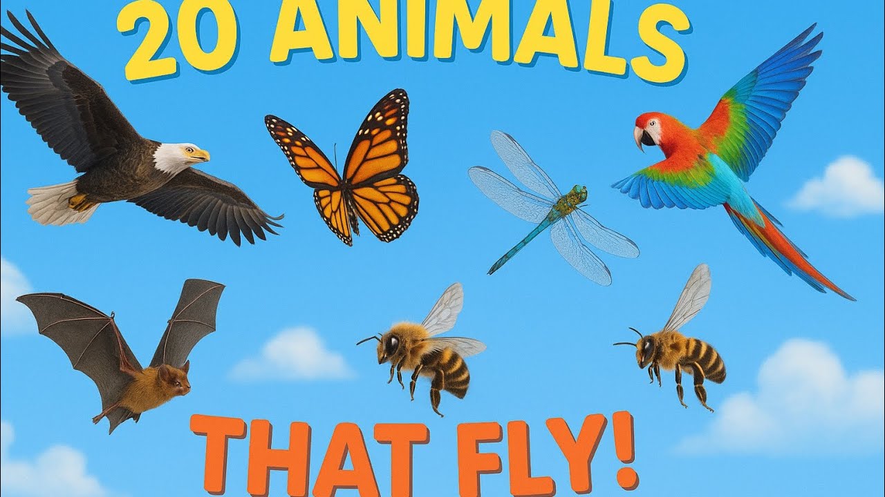 Can You Name These 20 Flying Animals? Kids educational video. - YouTube