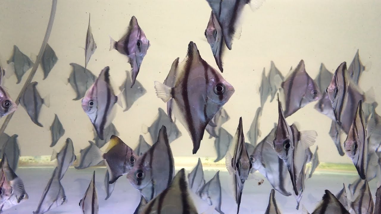 Pingo Fish - Cánh Dơi Bạc / Mono Sebae / 蝙蝠鲳鱼 - YouTube