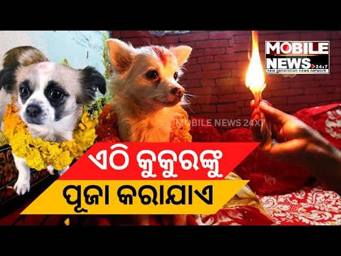 Kukur Tihar 2022: Do you know people in Nepal worship dogs during ...