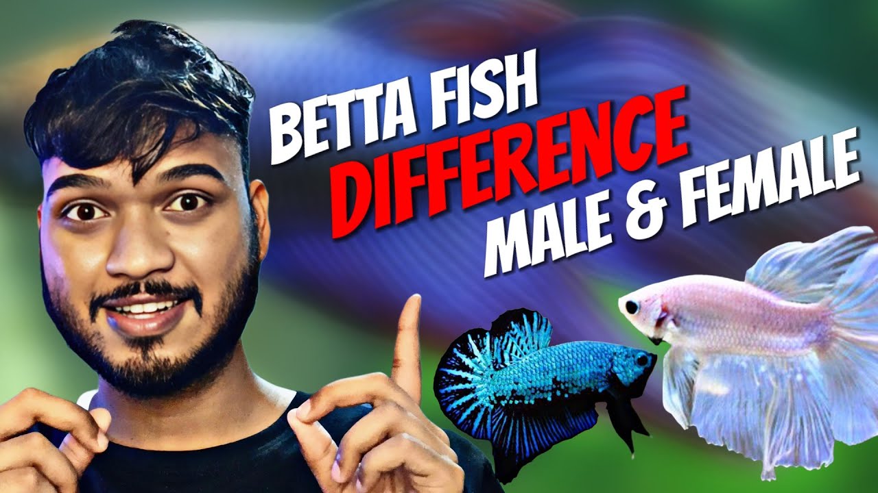 Betta fish male and female | betta fish male , female kaise pahchane | fighter fish male and ...