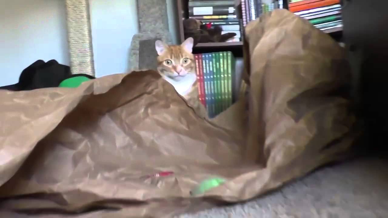 Cat TRIGGERED - YouTube