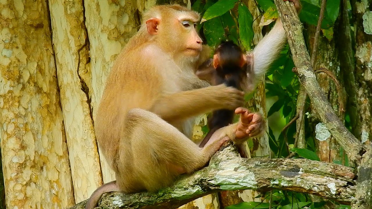 Don't catch me Mummy Rose...Let's me free! - YouTube