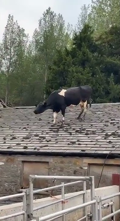 cow on the roof - YouTube