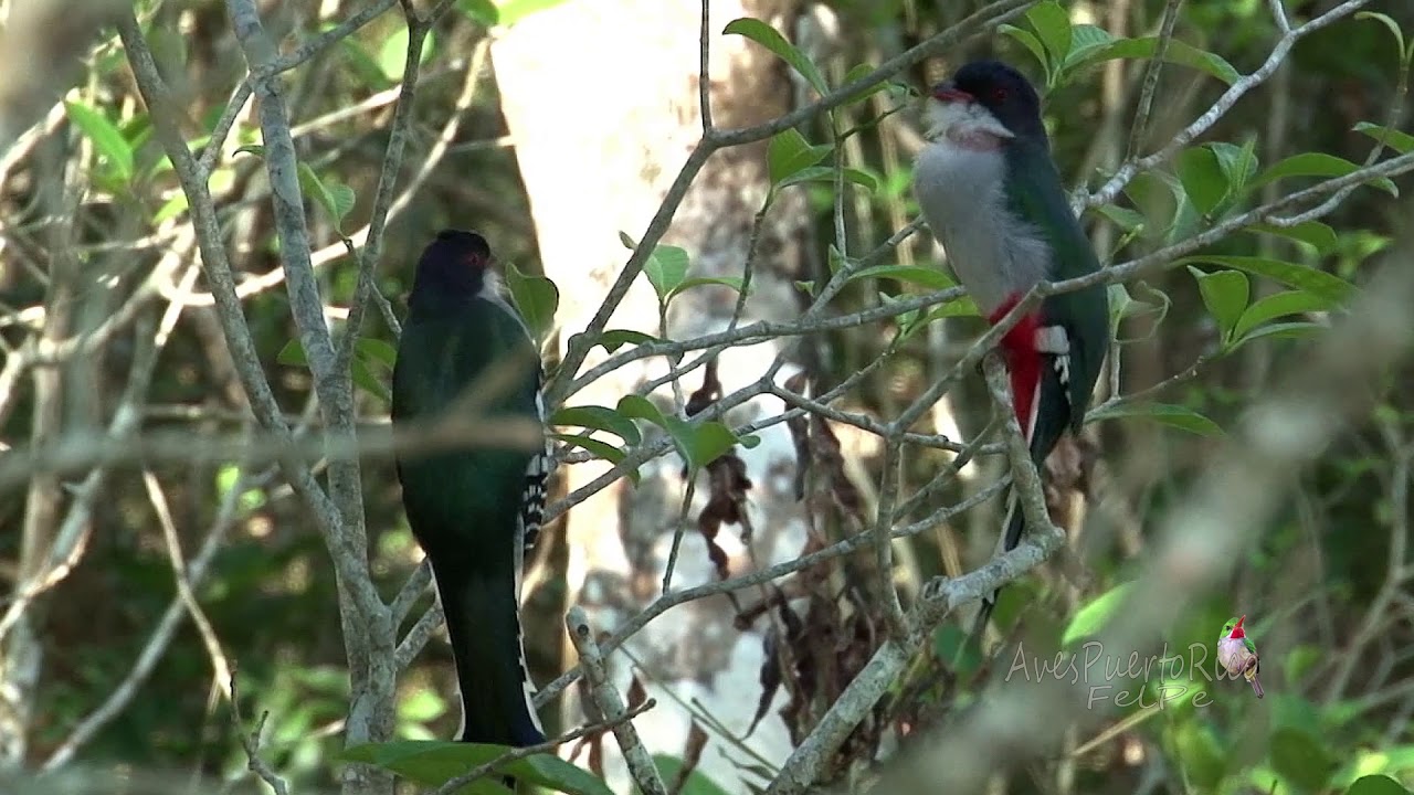 TOCORORO cantando (Cuban Trogon, Priotelus temnurus) Ave Nacional y ...