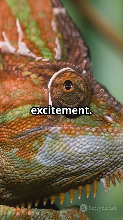 The Secret Behind Chameleons’ Color-Changing Superpower - YouTube