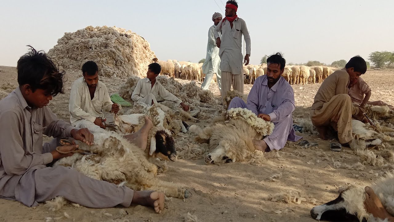 How to Harvesting Wool | Wool Harvesting Factory - YouTube