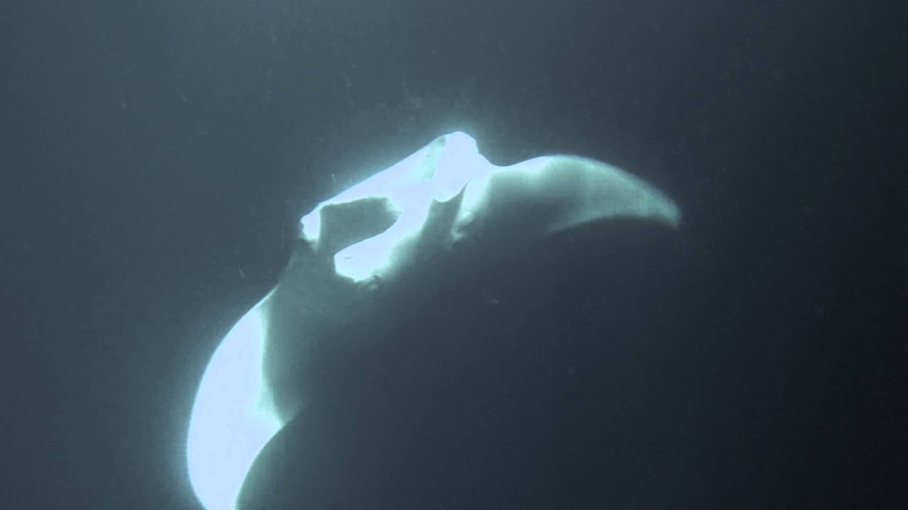 Night Skindive in Maldives - YouTube