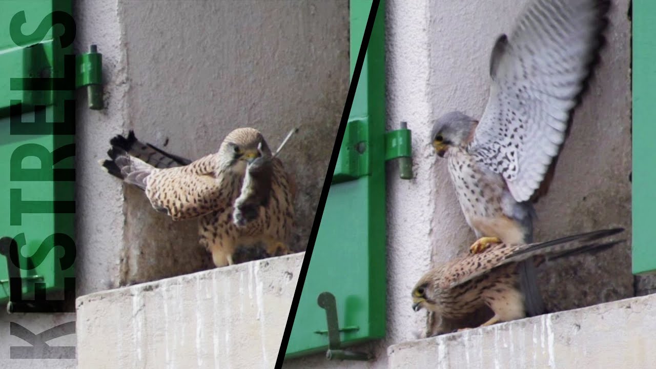 Kestrel Courtship: Male Gifting a Dead Mouse Leads to Mating - YouTube