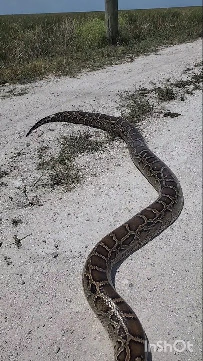 Big Burmese Python Caught In Burrow - YouTube