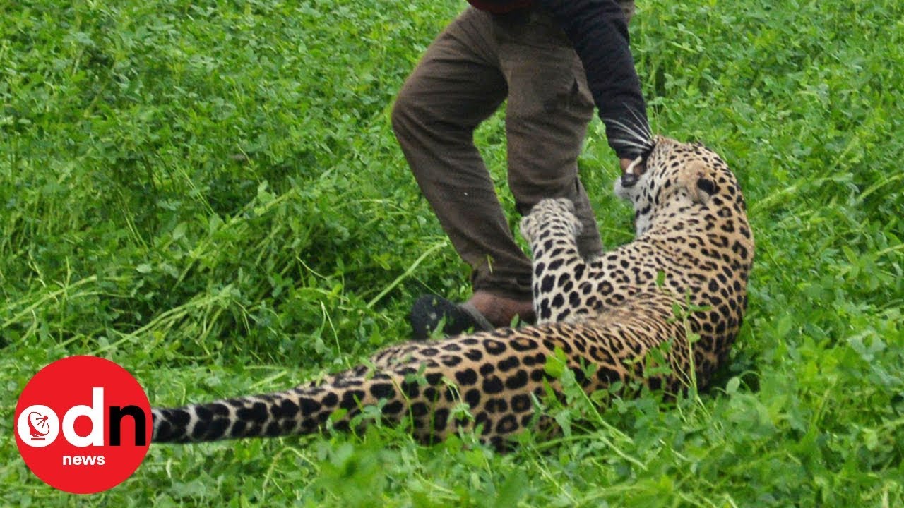 Stray leopard escapes and injures four in northern India - YouTube