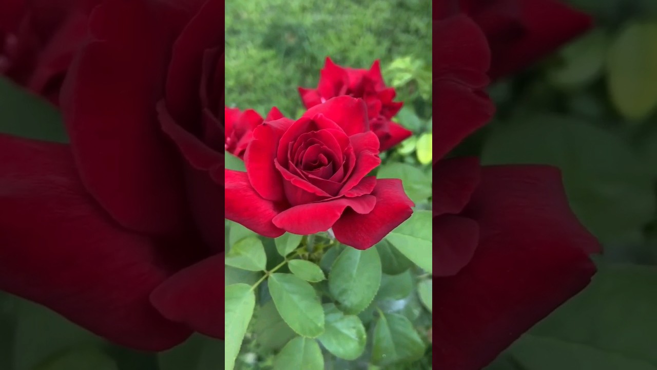 red rose #music #song #love #flowerslove #flowers #whiterose # ...