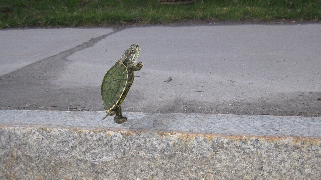 MUST WATCH!! Turtle standing on back feet!! GONE VIOLENT!! 1000ºC ...