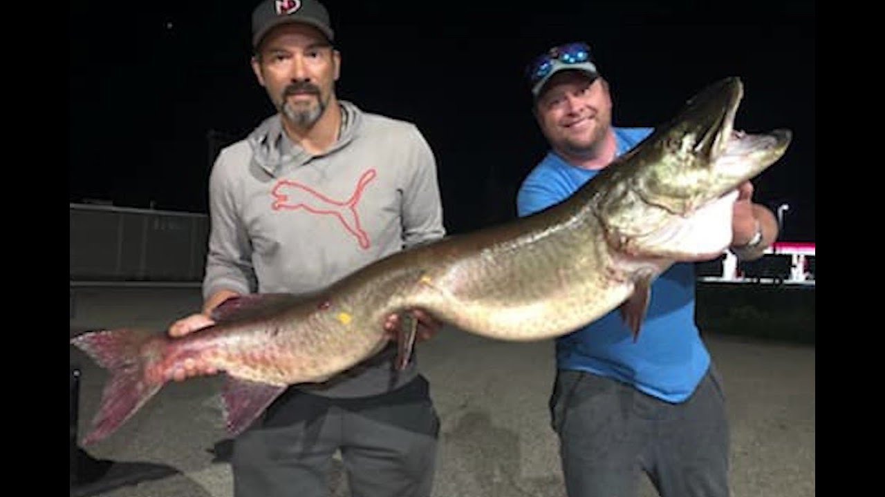 ONTARIO RECORD MUSKY! 😱 **MUST WATCH** #shorts #musky #fishing - YouTube