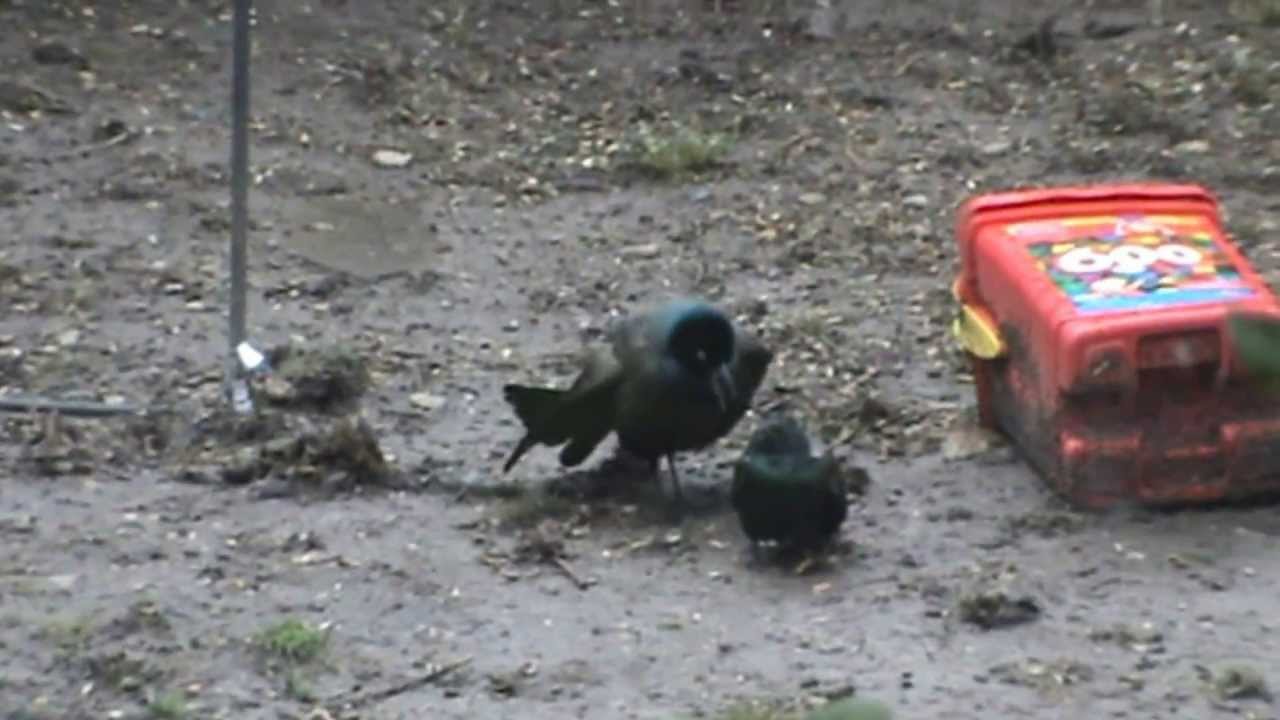 bird mating dance - YouTube