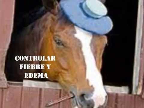 arteritis viral equina - YouTube