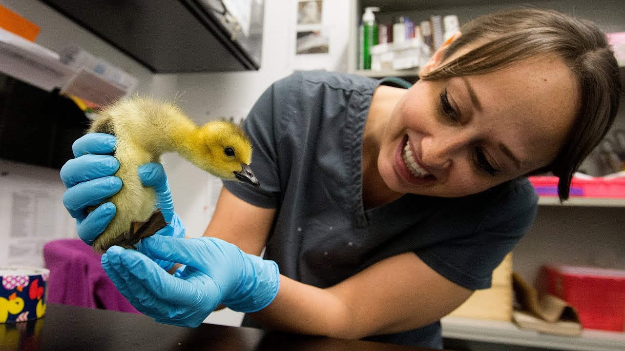 Baby animal rescue - YouTube