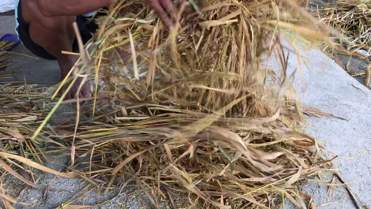 traditional pag giik ng palay paa lang gamit - YouTube