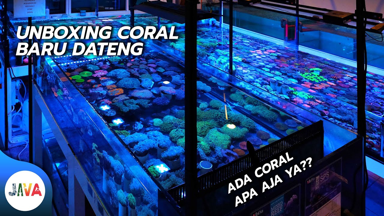 UNBOXING CORAL DATANG DI JAVA REEF - YouTube