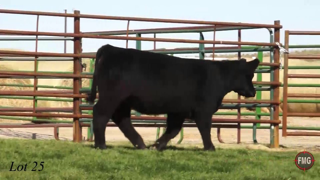 Blind Badger Lot 25 - YouTube