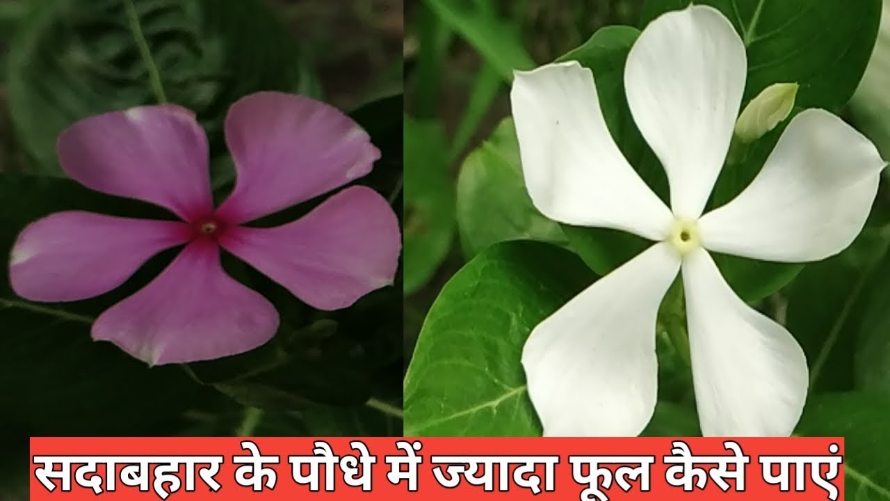 सदाबहार के पौधे से अधिक फूल पाने का तरीका | Vinca plant (Sadabahar ...