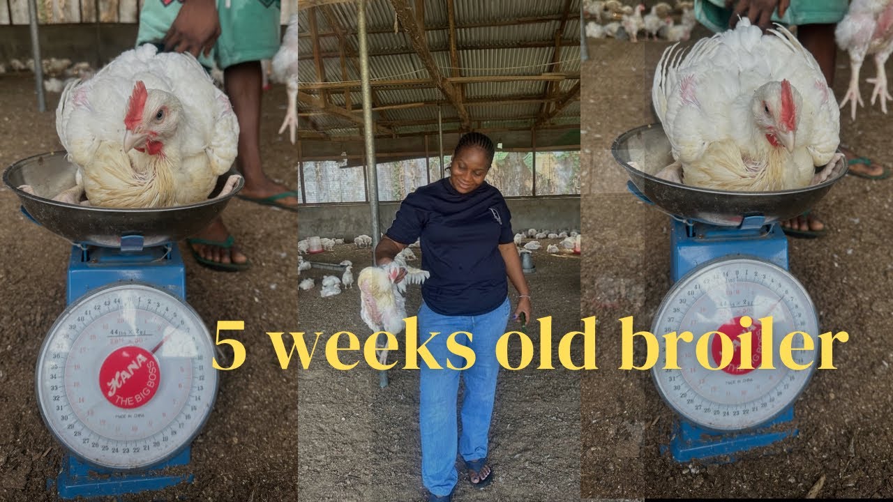 Broiler chicken growth at 5 weeks/ number of feed used/broiler ...
