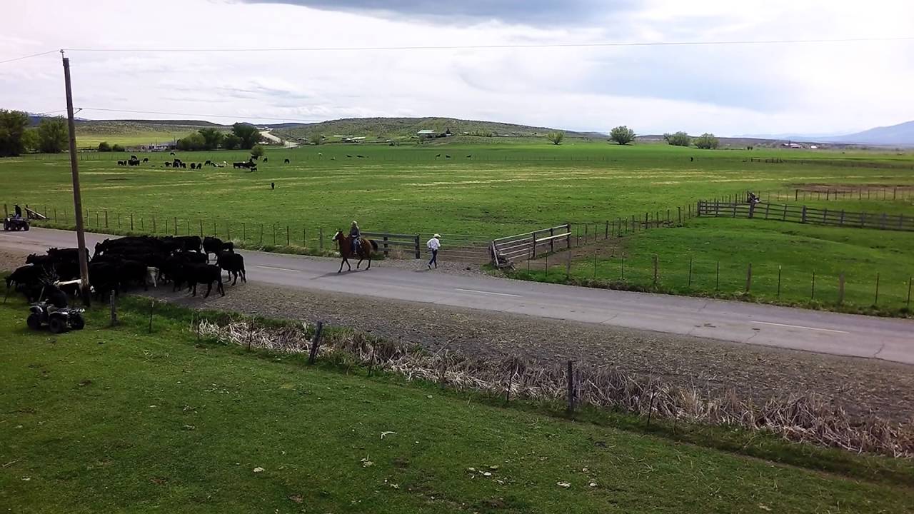 Phillips Cattle Co. Cattle Work - YouTube