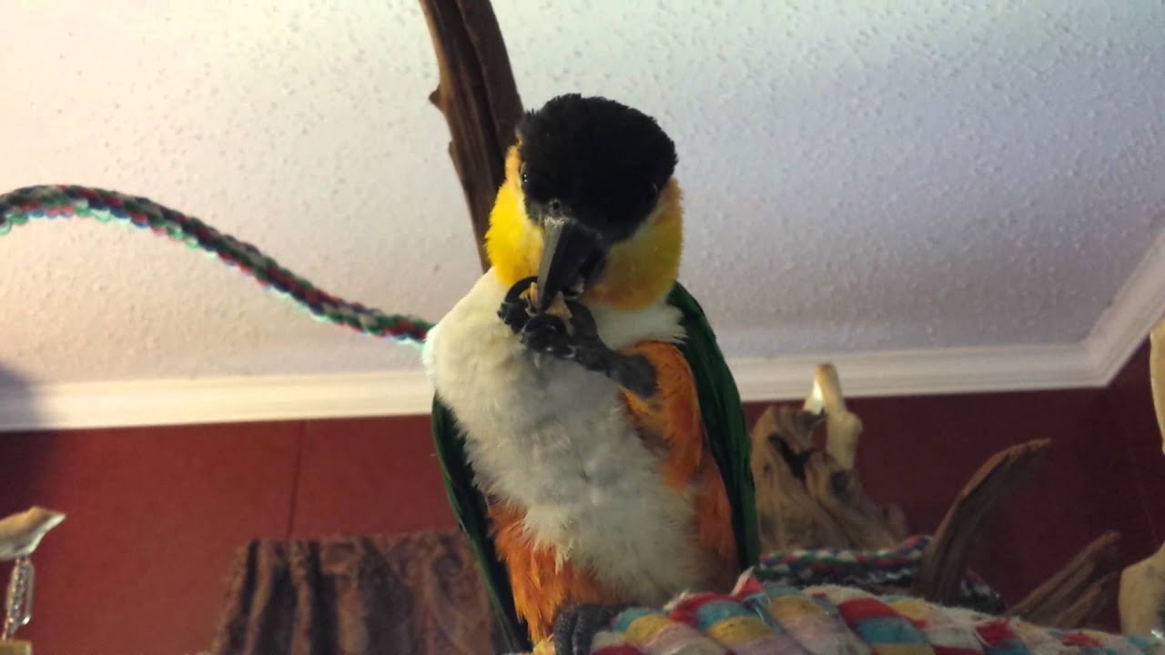 Parrot Cracker Bath - YouTube
