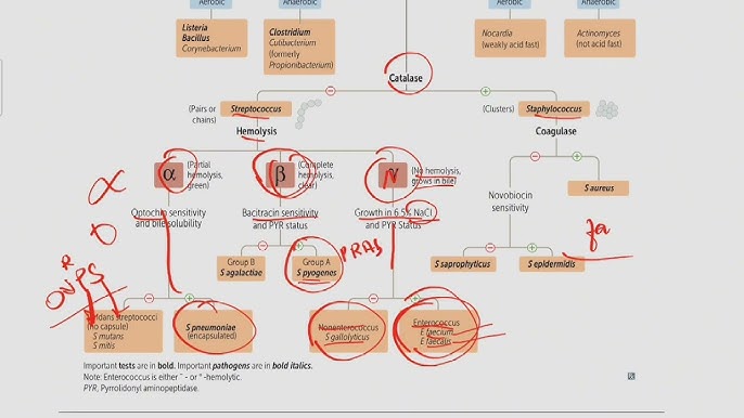 Gram Positive Rods Algorithm