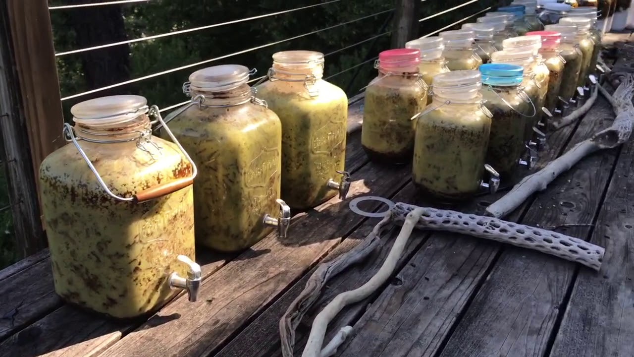 Solar Infusion - How to Infuse Herbs Using Ancient Solar Methods - YouTube