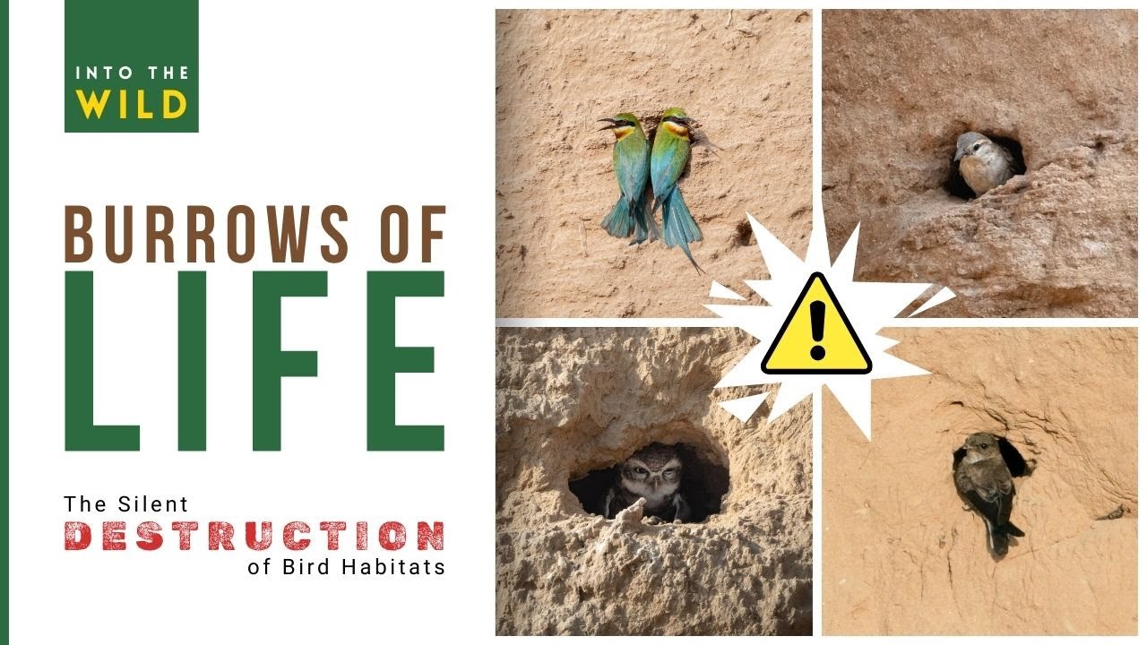 Burrows of Life - The Silent Destruction of Bird Habitats | May 2025 ...