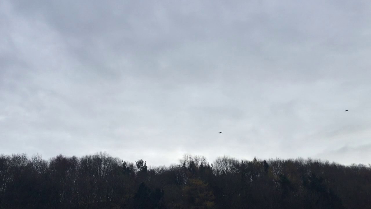 pheasant and partridge shooting at Buildwas Park - YouTube