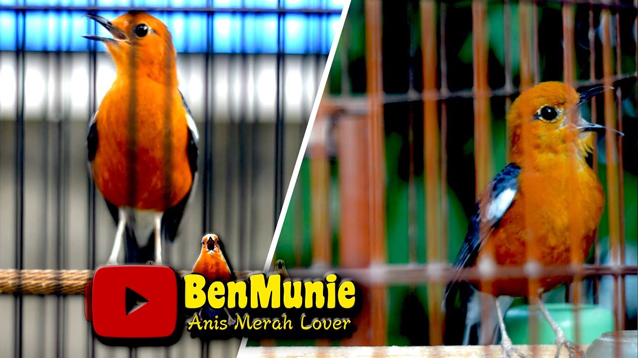 PENGGACOR ANIS MERAH, 2 ANIS MERAH GACOR BERSAUTAN UNTUK PANCINGAN ANIS ...