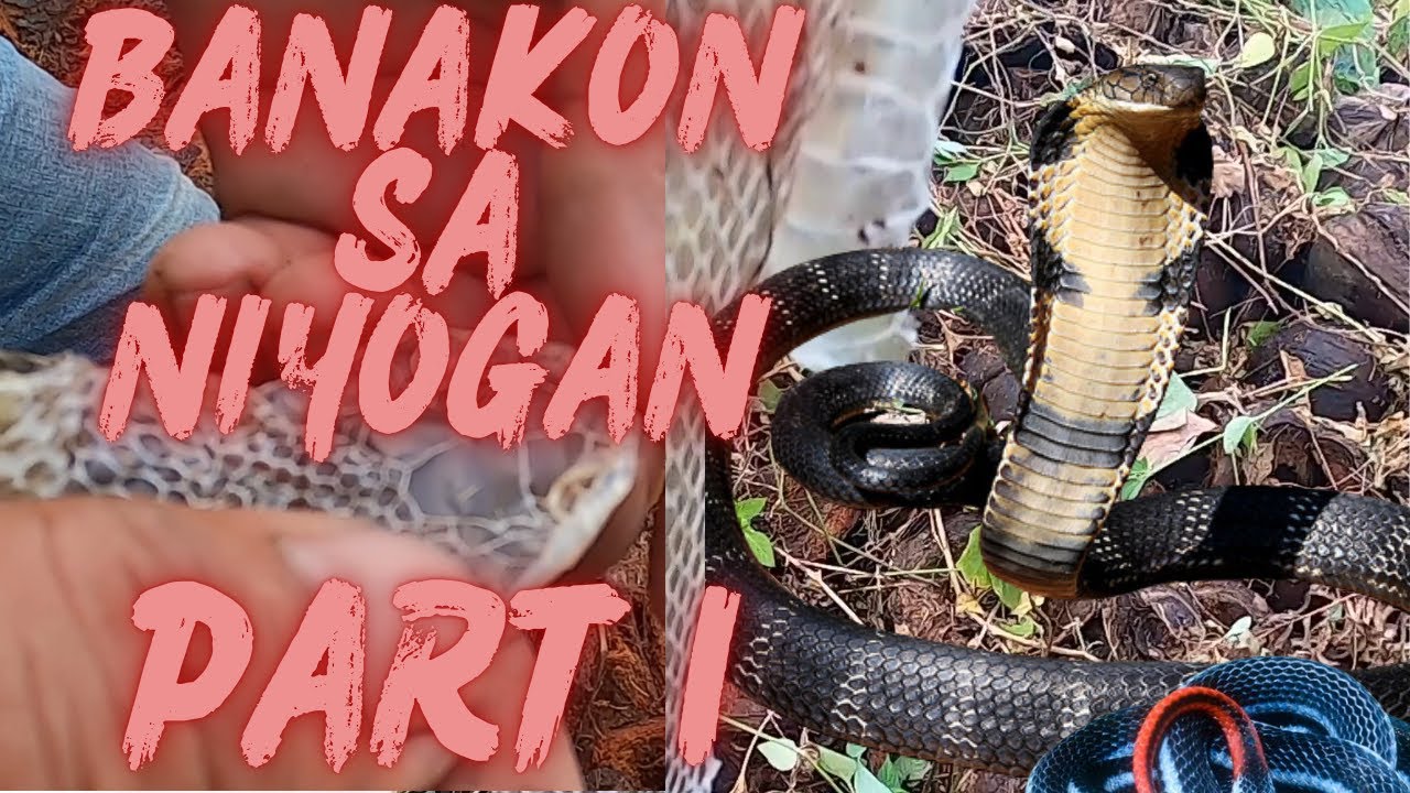 BANAKON SA NIYOGAN | Team Pangayam Vlog #cobraprince #cobraking - YouTube