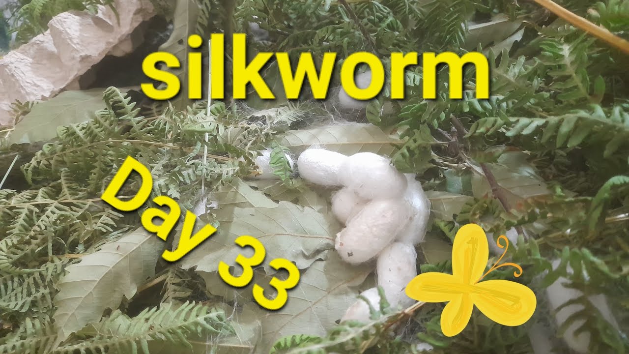 The last dream of making silkworms and cocoons.#silkworm - YouTube